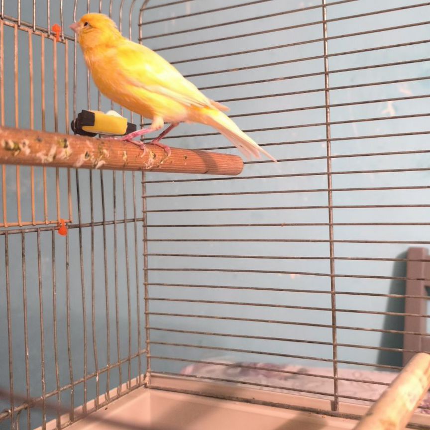 Кенара и канарейки