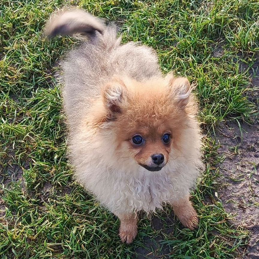 Померанский шпиц, щенок