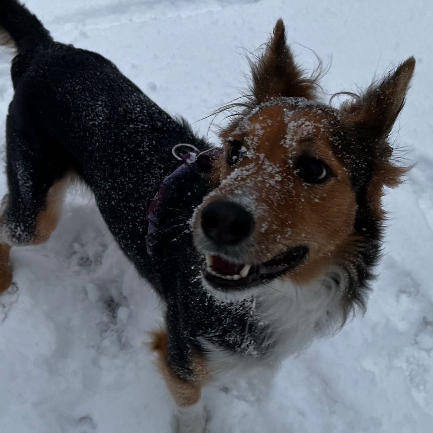 Бордер-колли, взрослая собака