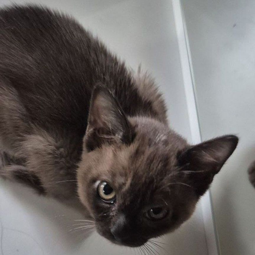 Бирманский котёнок