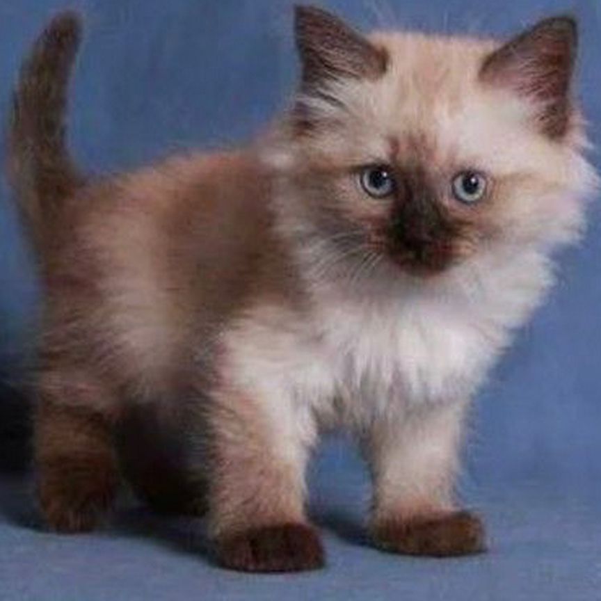 Невский маскарадный котёнок