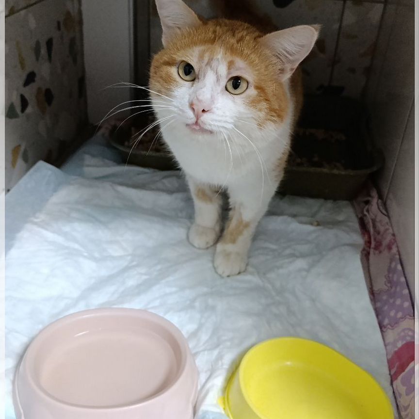 Взрослый кот в добрые руки