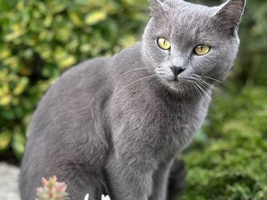 Кошка в добрые руки бесплатно