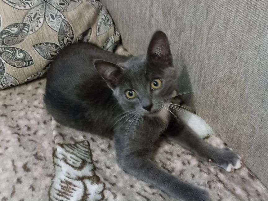 Котëнок Том от русской голубой кошки