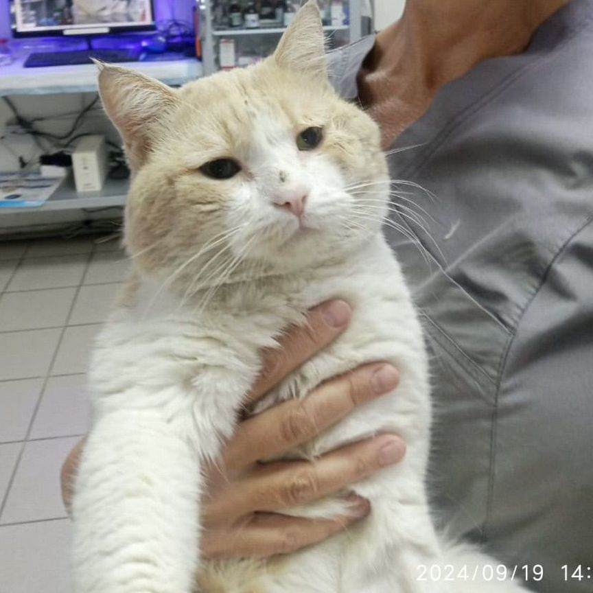 Ласковый котик в добрые руки в дар