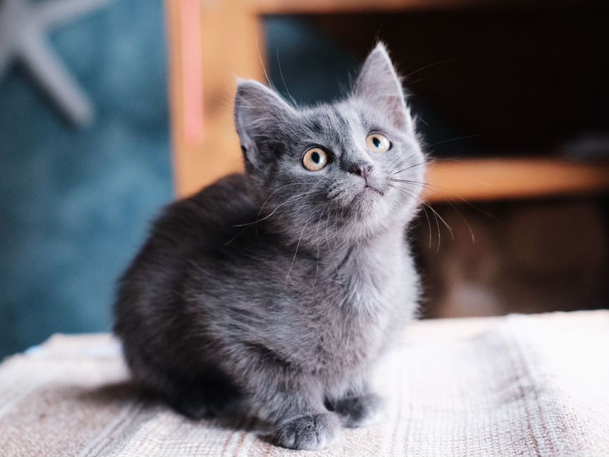 Серый ручной котёнок русской голубой