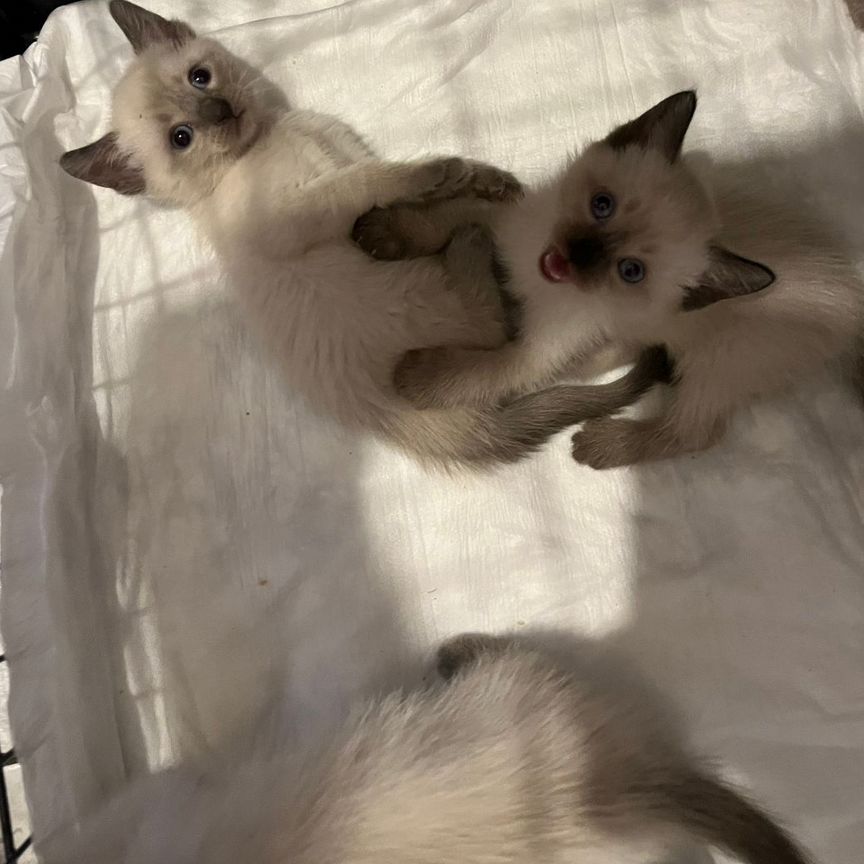 Тайский котёнок