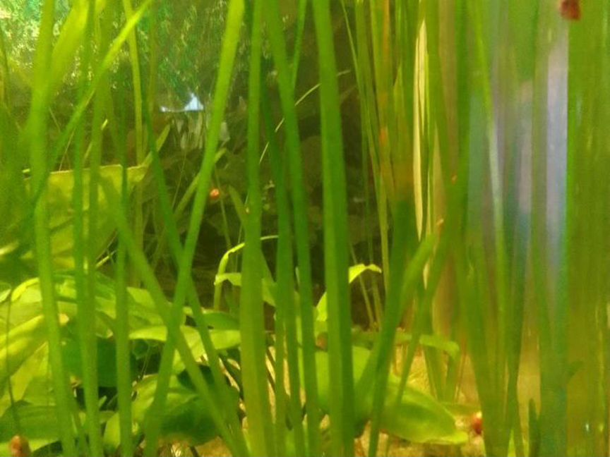 Аквариумное растение валлиснерия Криптокорина