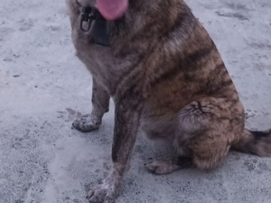 Продам собаку кавказкого волкодава год и 3