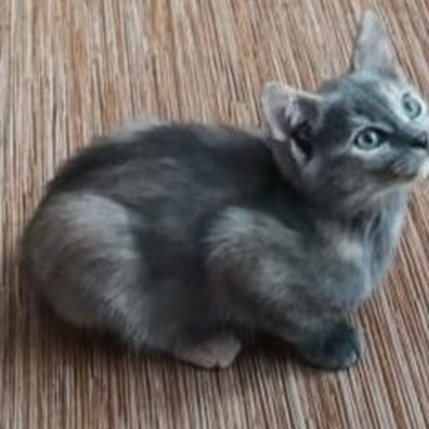 Кошечка 2 месяца