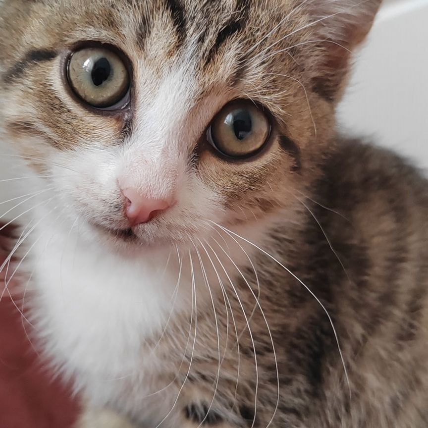 Котенок европейской породы