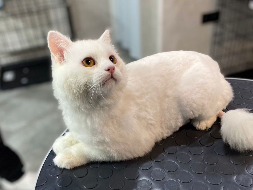 Кот Кокос. Кастрирован. Искупан. Подстрижен