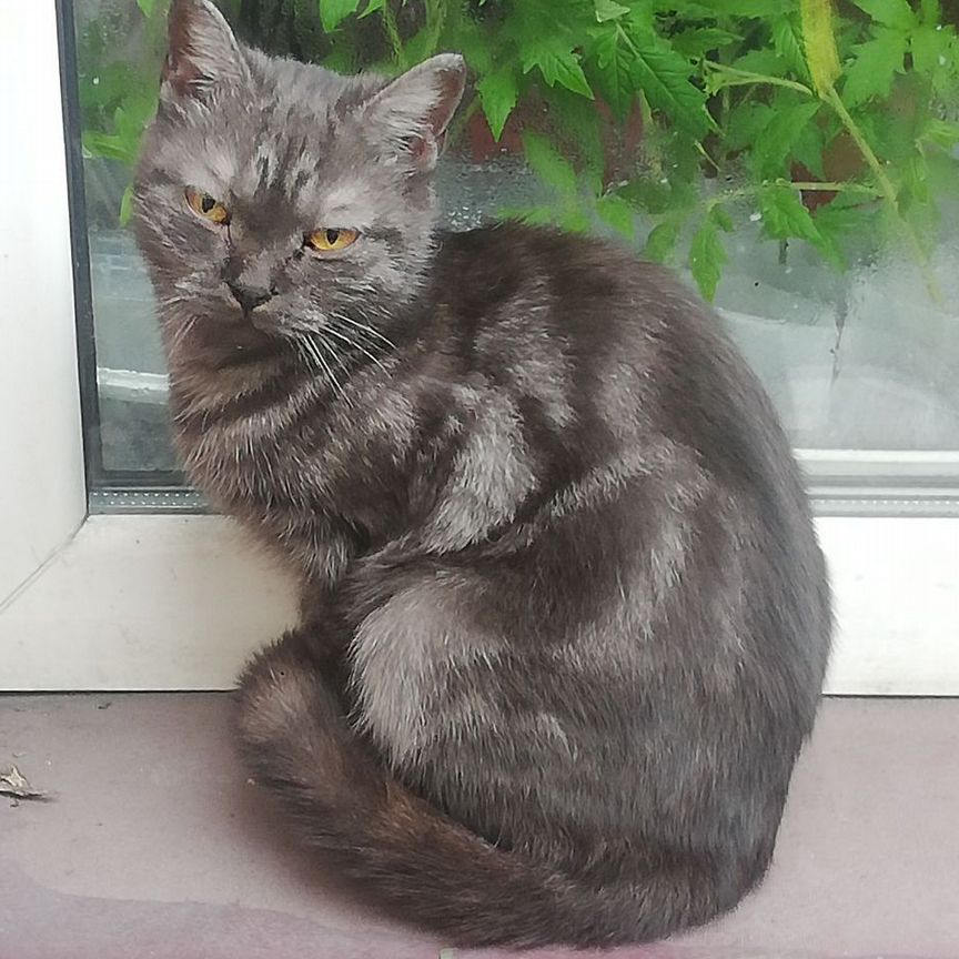 Отдам породистого котика