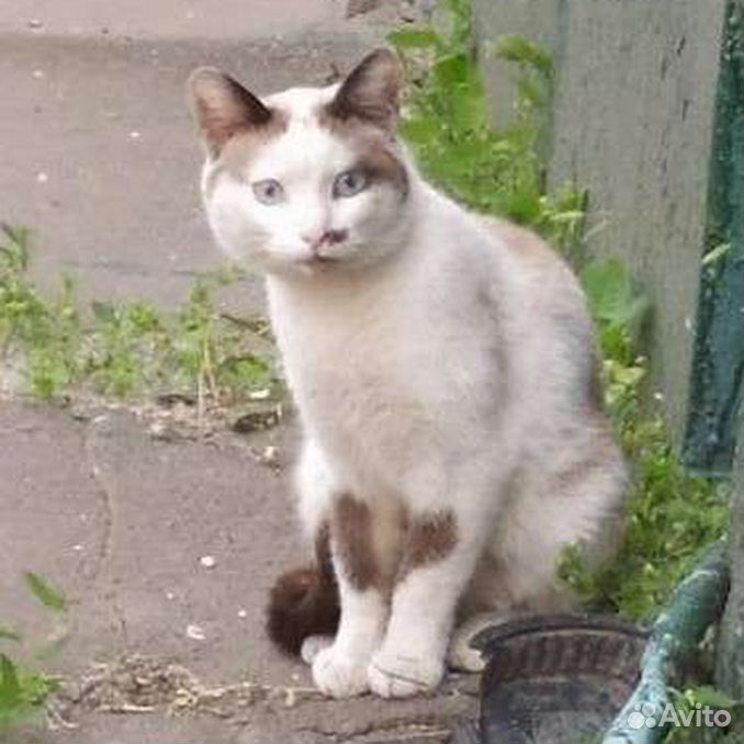 На улице живет брошенка невероятной красоты