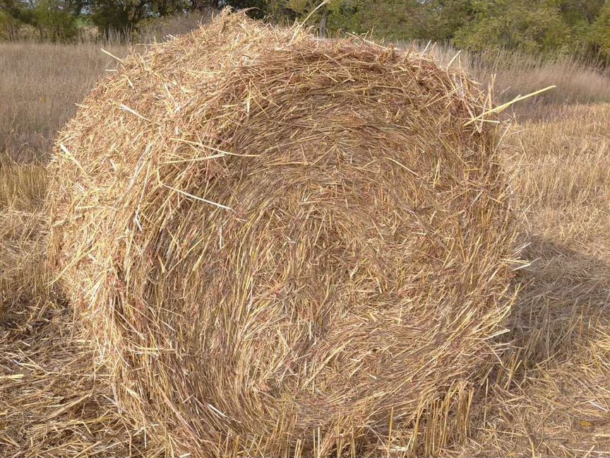 Суданка в рулоне