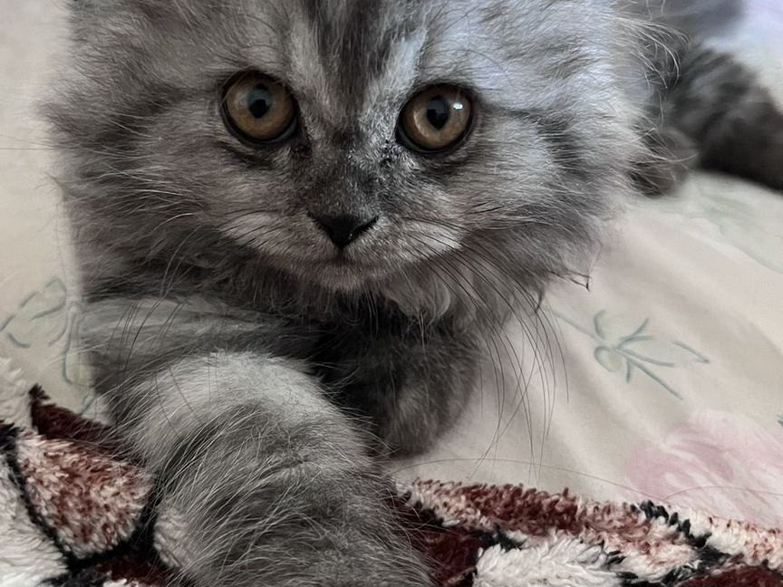 Шотландские котята