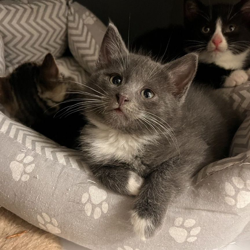 Котёнок в добрые руки