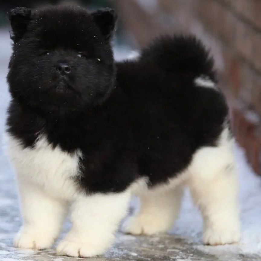 Американская акита, щенок