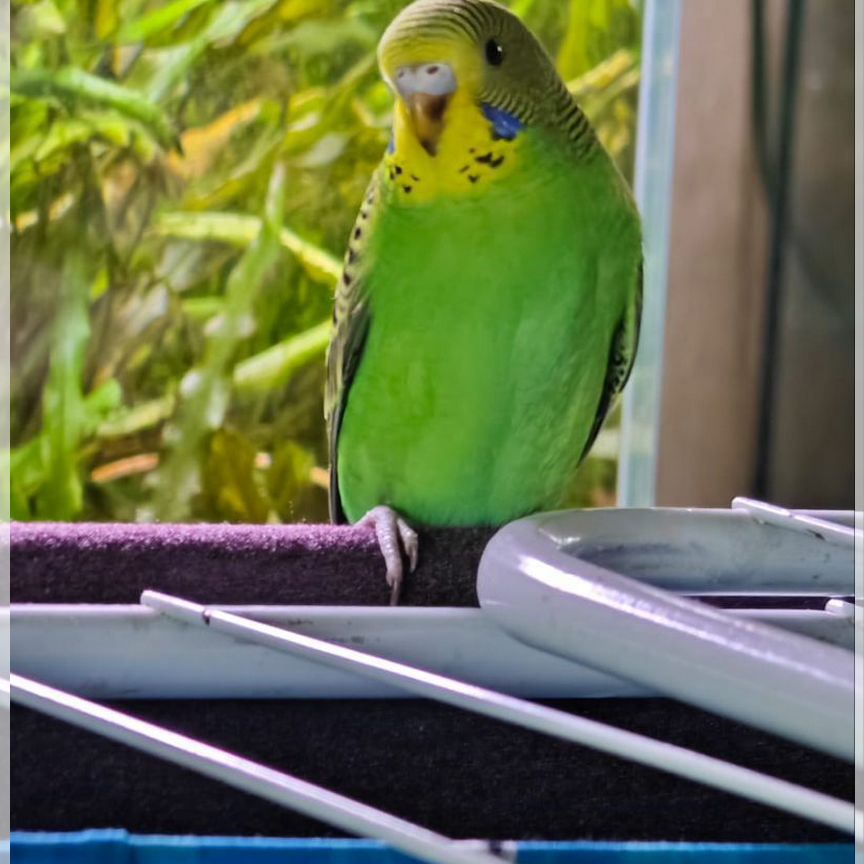 Птенцы волнистый попугай