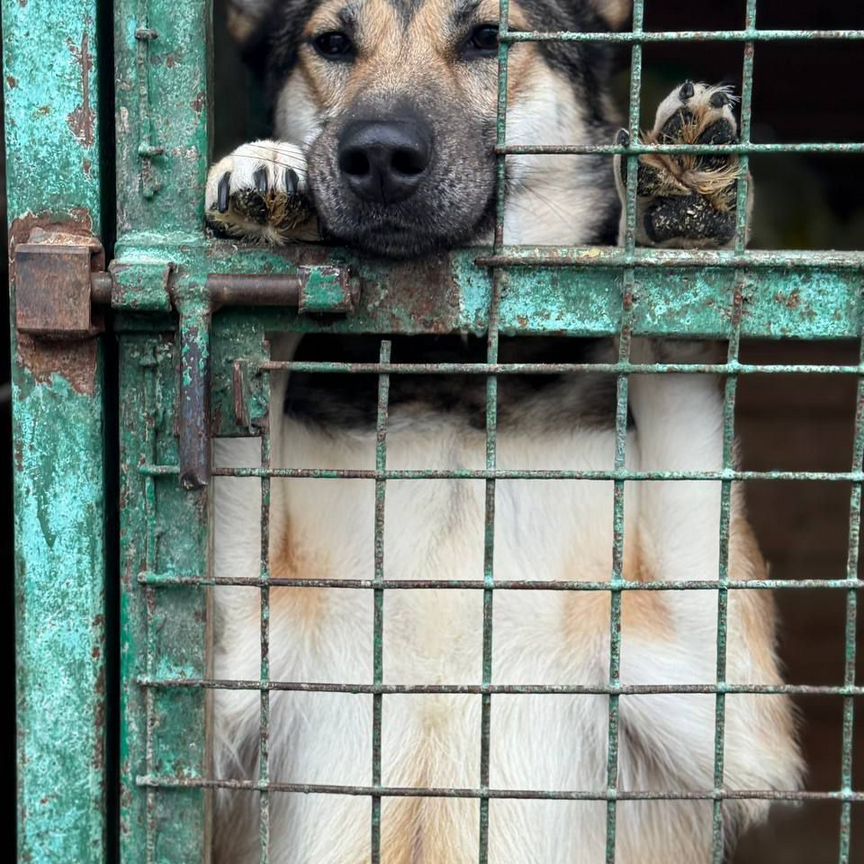 Собака в добрые руки отдам бесплатно