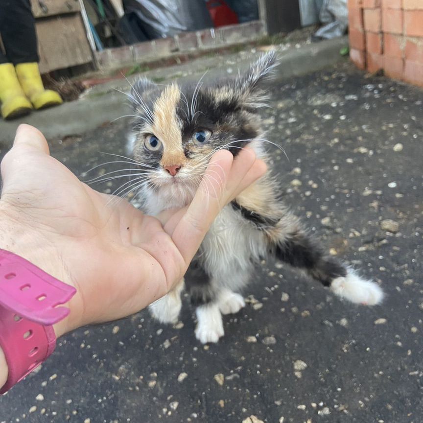 Кошка 1,5 месяца 3х цветная