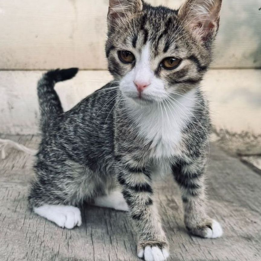 Маленький котенок Том в самые добрые руки