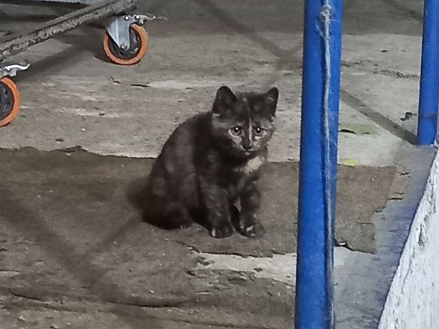 Котёнок-футболист в ответственные руки