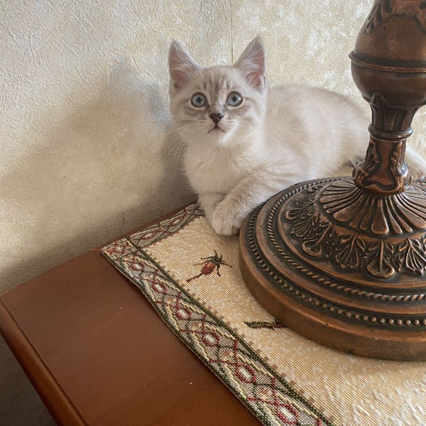 Тайский котенок