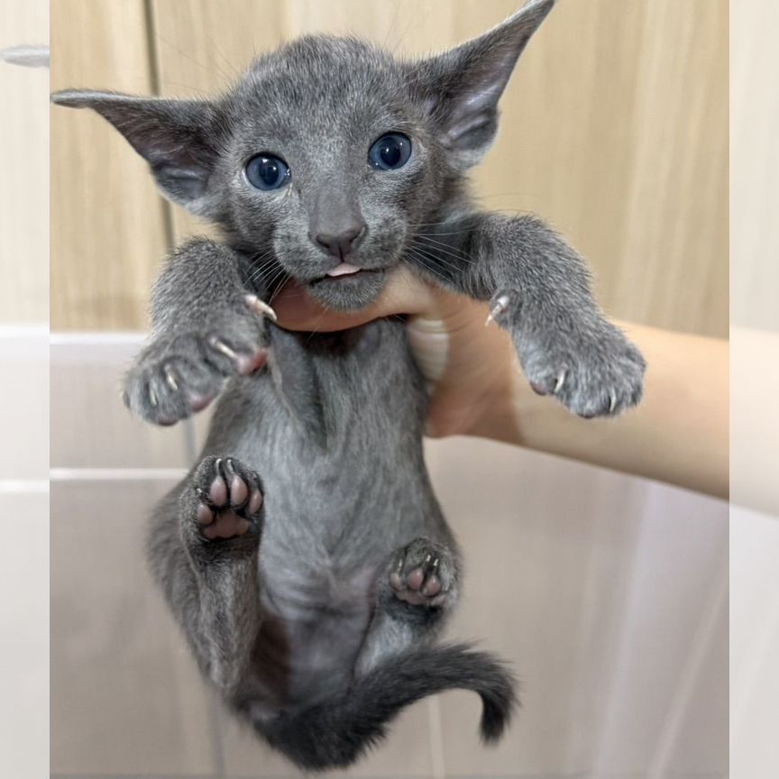 Ориентальный котёнок