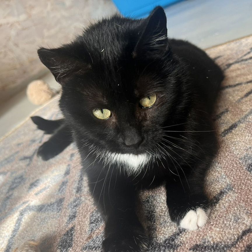 Взрослая, кошка в добрые руки