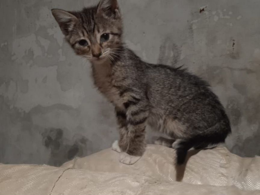 Котенок крошка нужна помощь и дом