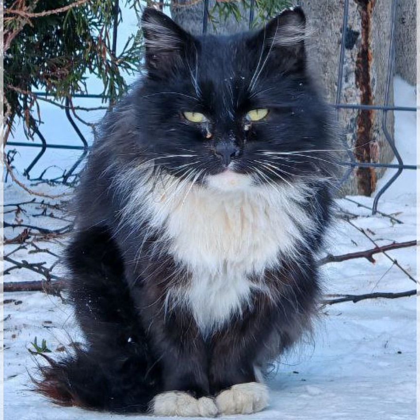 Взрослая, кошка в добрые руки