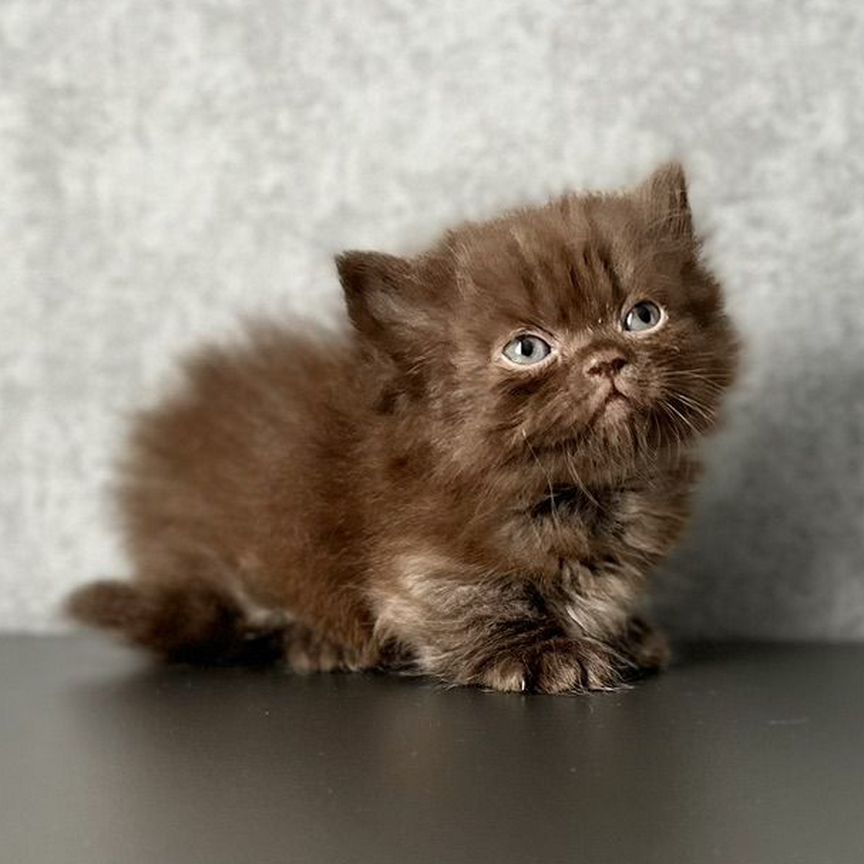 Микро Манчкин Скоттиш Килт