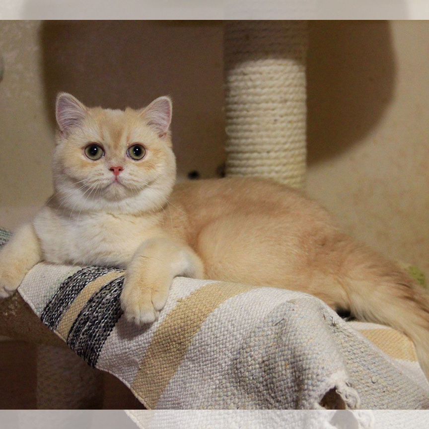 Британский короткошёрстный котёнок