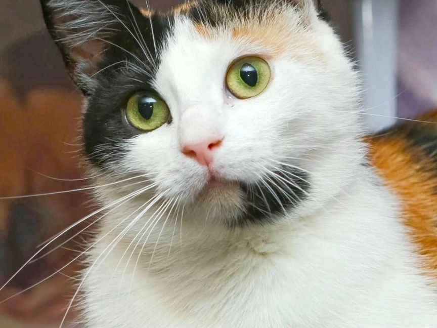 Кошка в дар