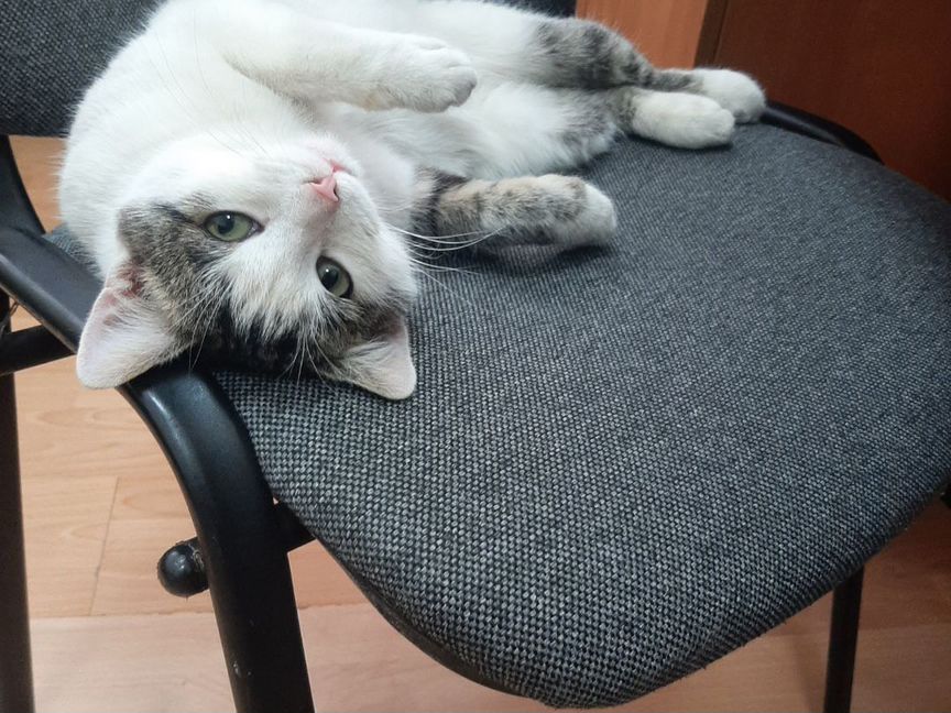 Котик