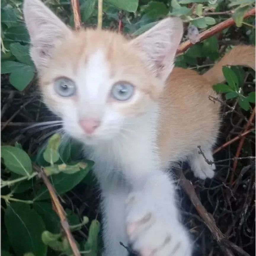 Котёнок в добрые руки