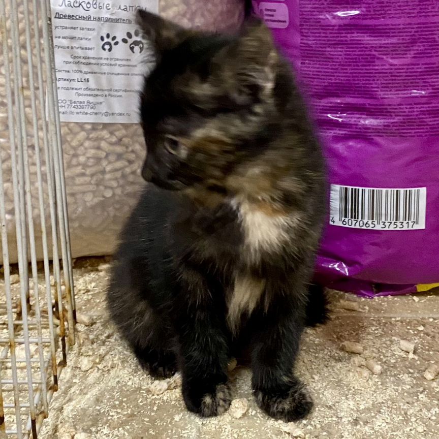 Котёнок в добрые руки