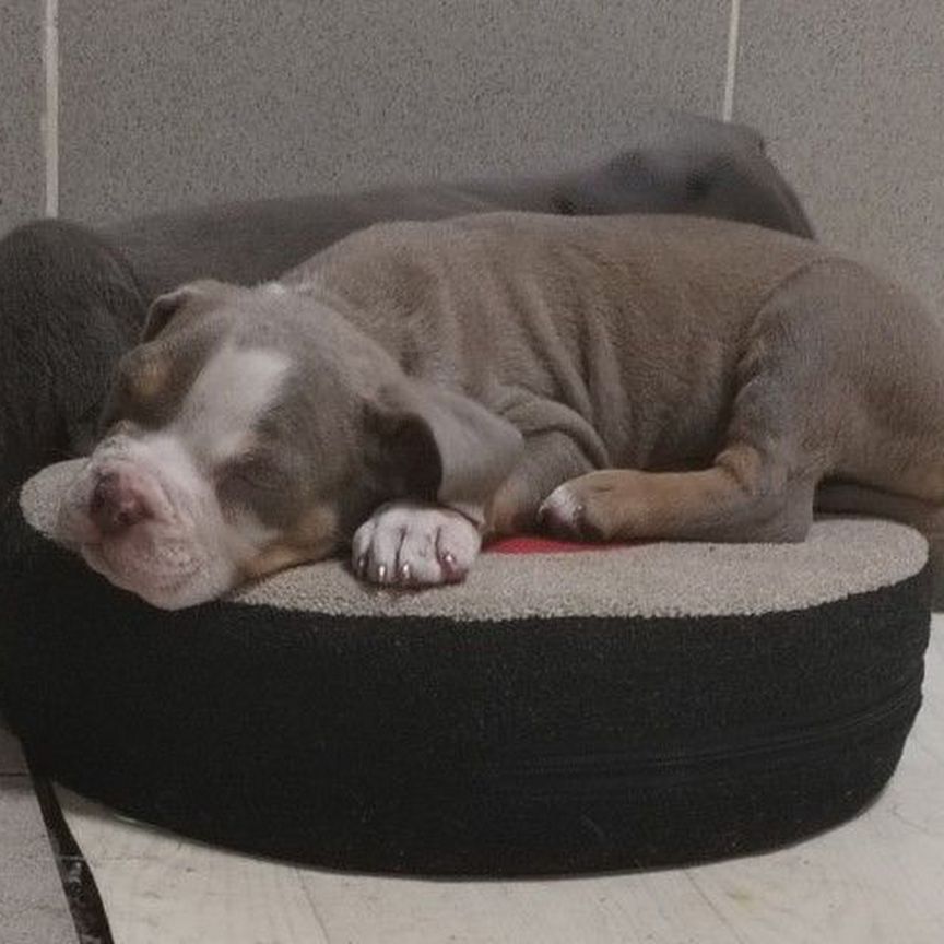 Американский булли, щенок