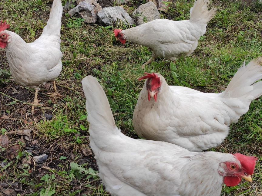 Куры молодки несушки
