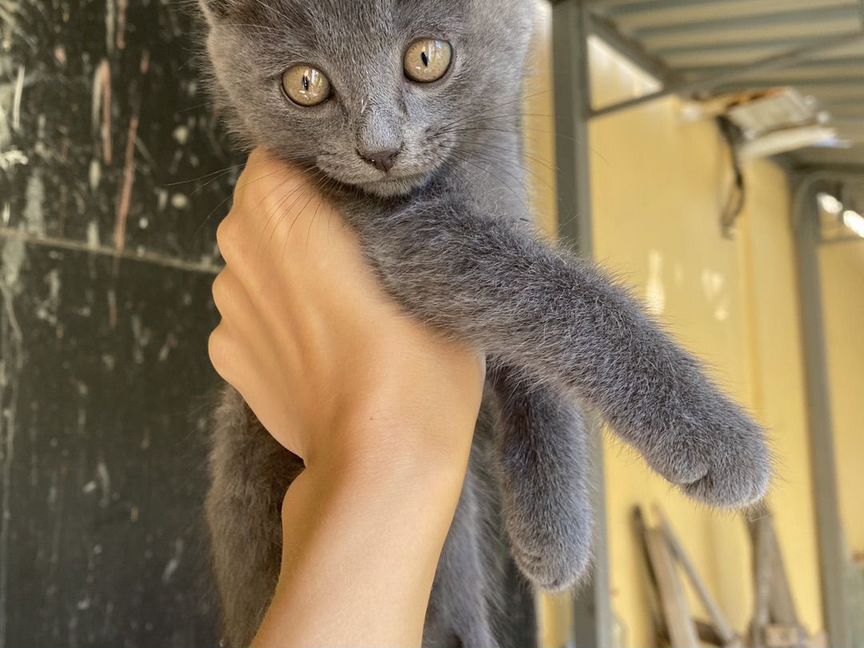 Котенок в хорошие руки