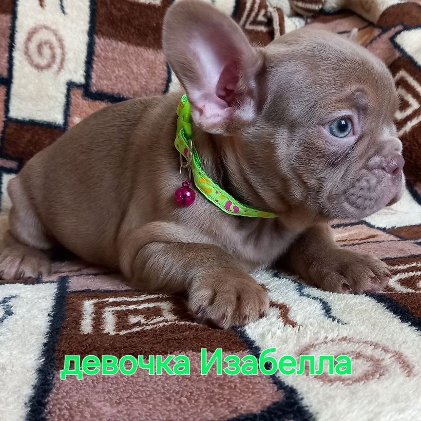 Французский бульдог изабелла