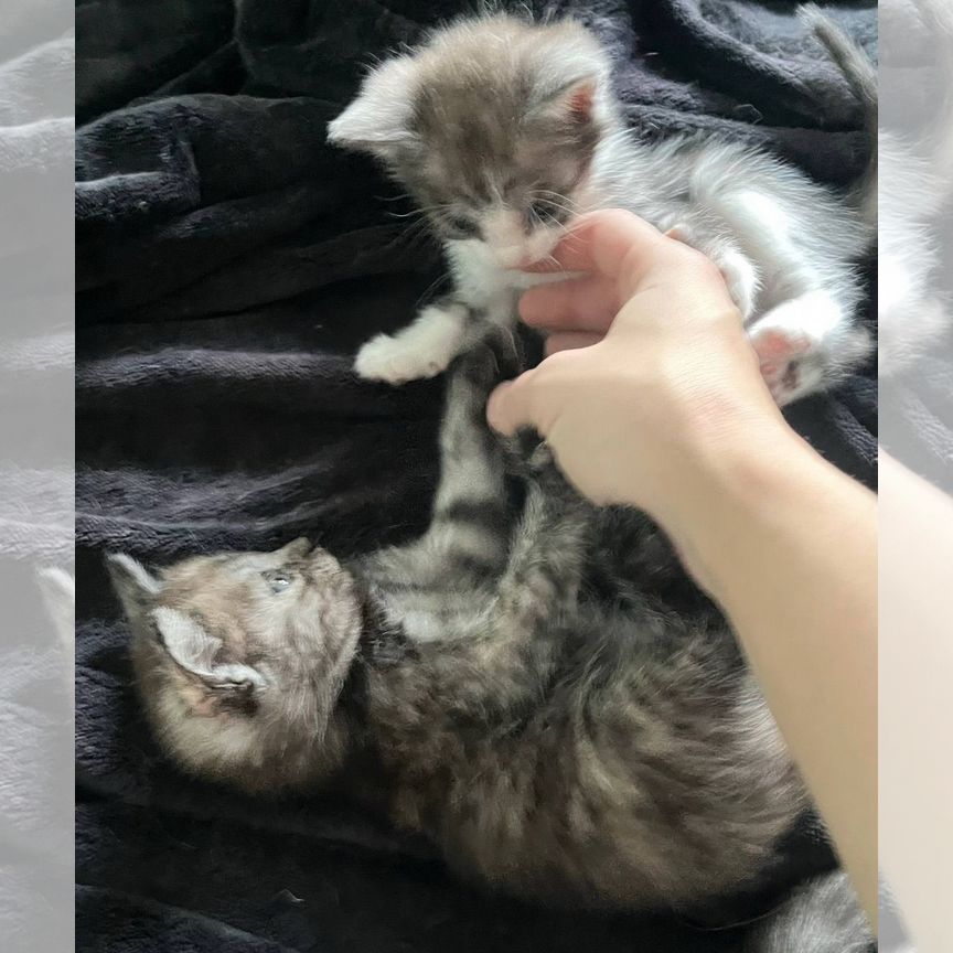Котята