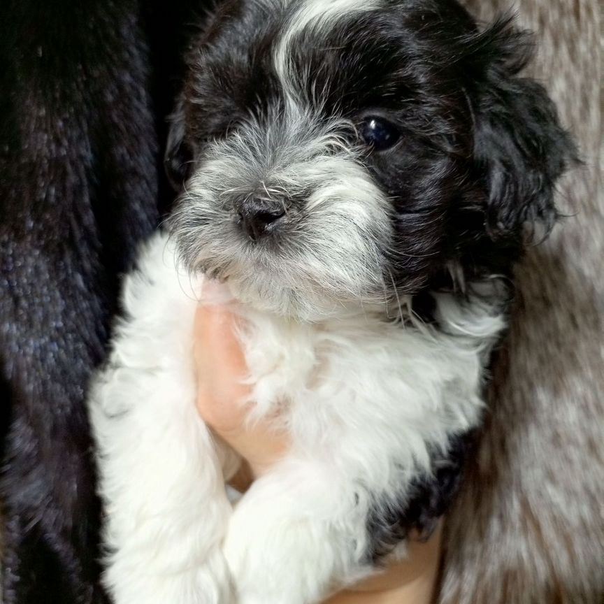 Девочка мини мальтипу f1