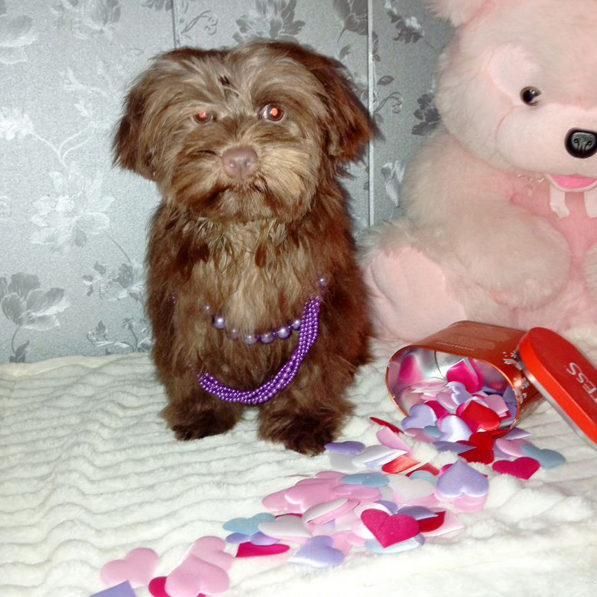 Мальтипу, щенок