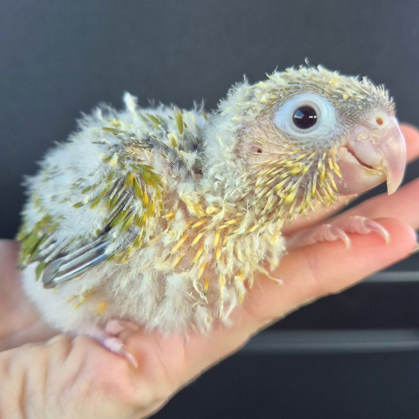 Попугай пиррура выкормыш ручной