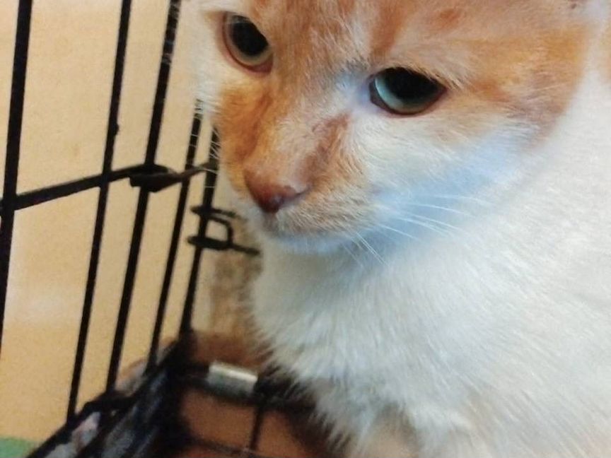 Кошка в дар