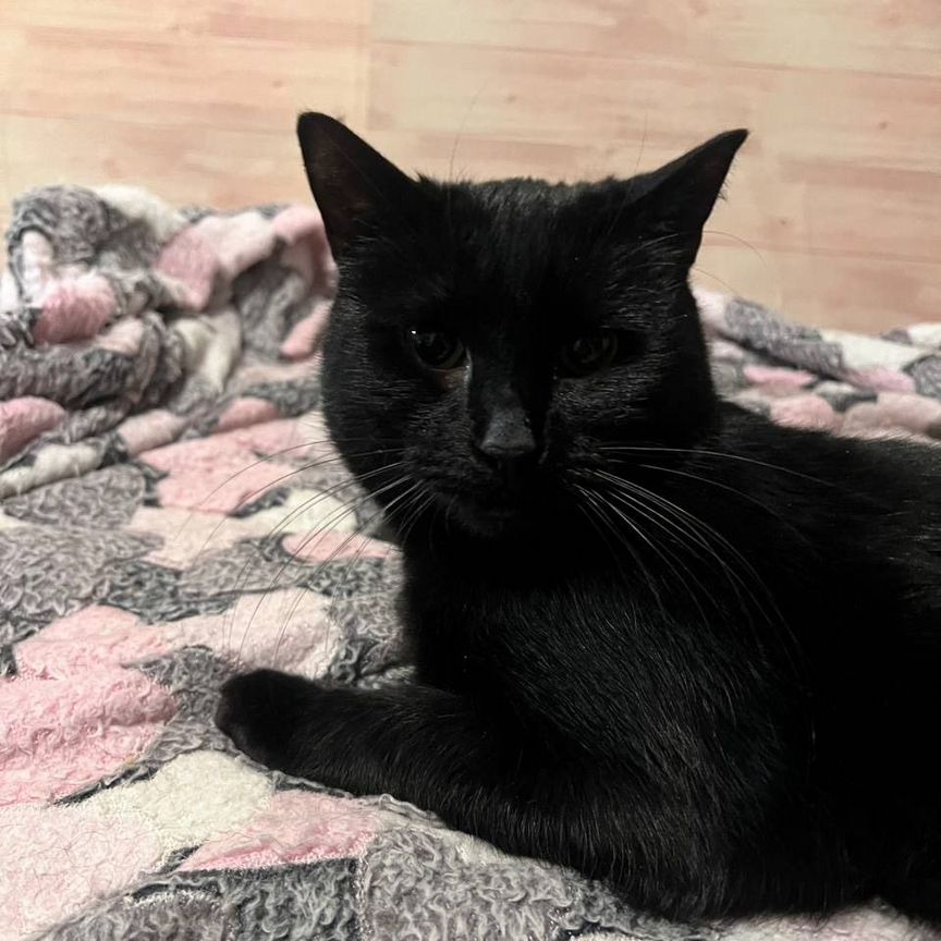 Взрослый кот в добрые руки