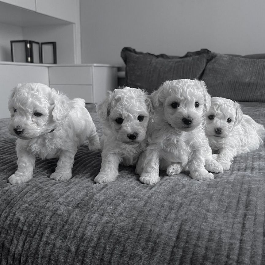 Бишон фризе, щенок