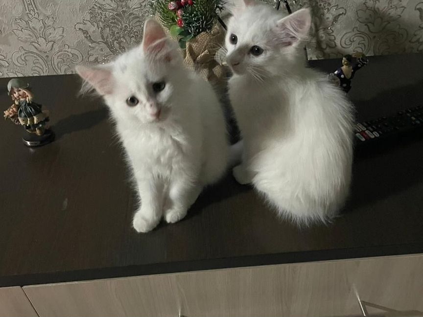 Котята альбиносы